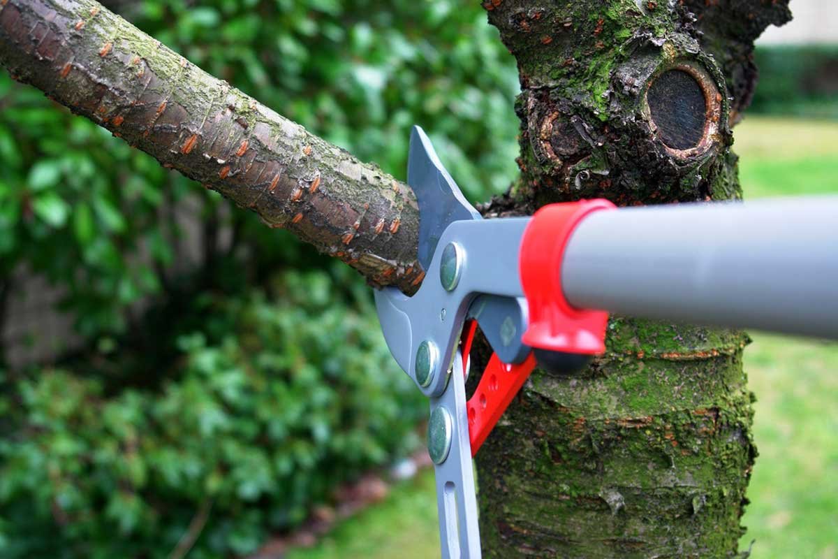 Different Types Of Tree Trimming What You Need To Know - Sfuncube