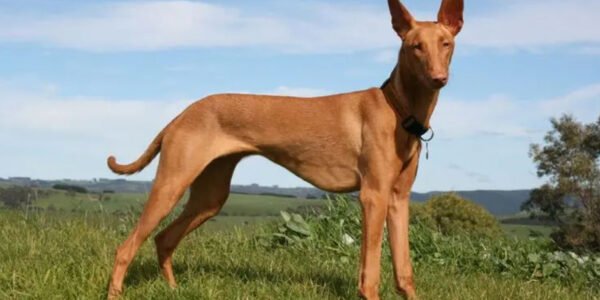 Unraveling the Charm of the What the Heckin Dog Phenomenon - Sfuncube